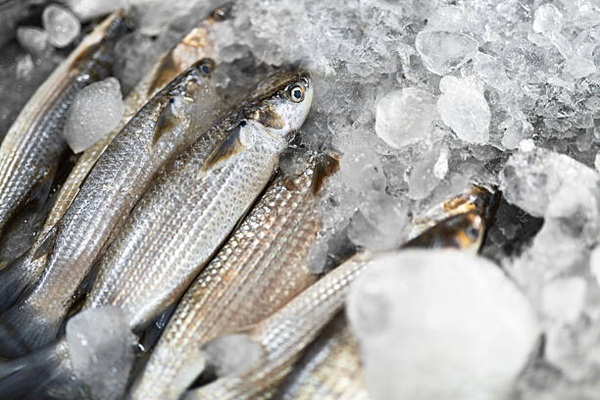 Grey Mullet – Global Central Line