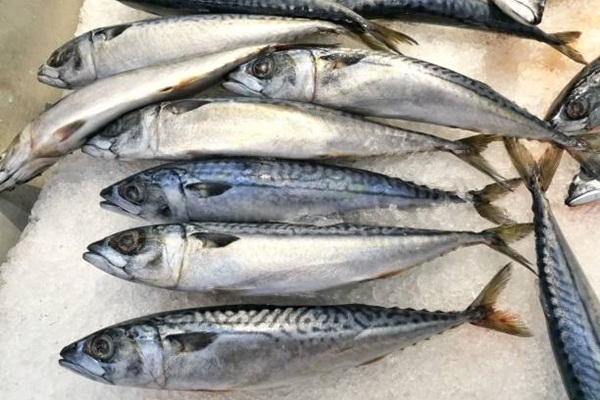 King Mackerel – Global Central Line