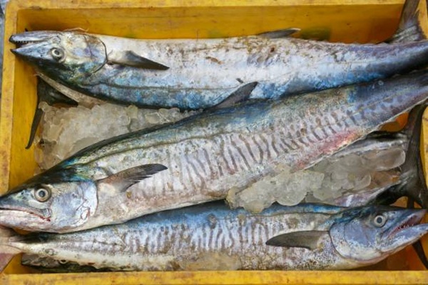 King Mackerel – Global Central Line