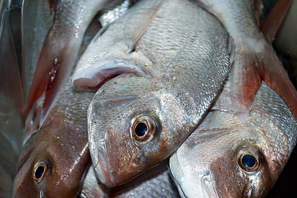 Shahry Fish – Global Central Line