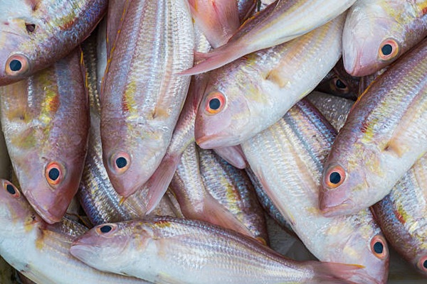 Fish – Global Central Line