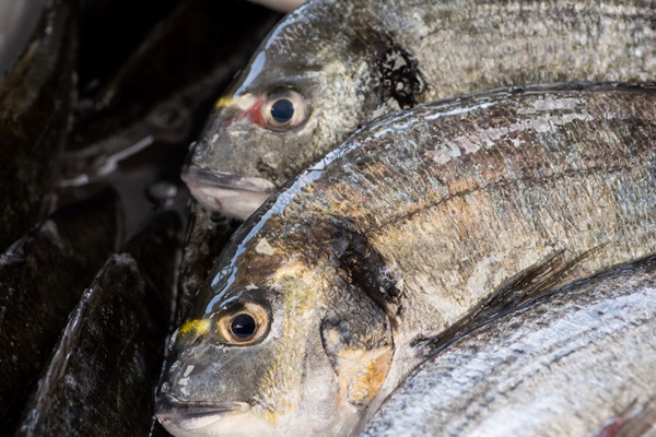 Sea Bream – Global Central Line