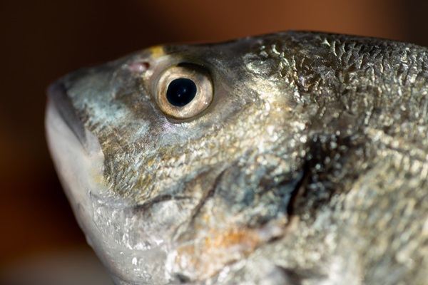 Sea Bream – Global Central Line